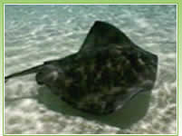 Stingray Express To Blackbeard's Cay Adventure For Hotel Guests | Regal ...